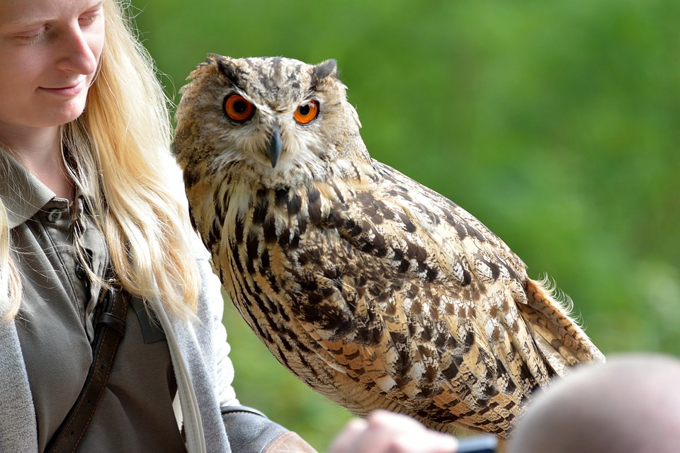 Kvíz: Draví ptáci | Pětiprdelní Opice